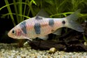 Barbodes dunckeri – Clown Barb (Barbus dunckeri, Puntius dunckeri ...