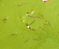 Pethia conchonius – Rosy Barb (Puntius conchonius, Barbus conchonius ...