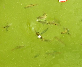 Pethia conchonius – Rosy Barb (Puntius conchonius, Barbus conchonius ...