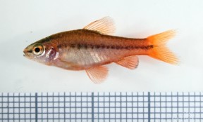 Puntius titteya – Cherry Barb (Barbus titteya, Capoeta titteya ...