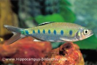 Barilius bakeri — Seriously Fish