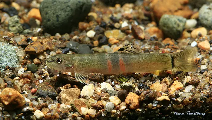 Schistura cf. balteata – Sumo Loach II — Seriously Fish