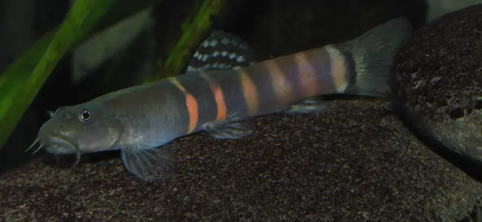 Schistura cf. balteata – Sumo Loach II — Seriously Fish