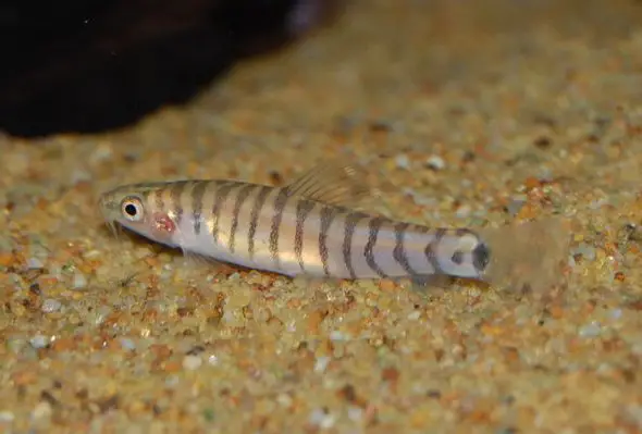 Micronemacheilus cruciatus (Yunnanilus cruciatus, Nemacheilus cruciatus ...