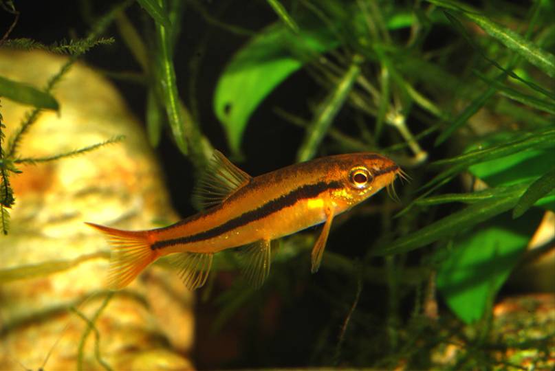 Petruichthys sp. ‘rosy’ – Rosy Loach (Yunnanilus sp. rosy ...