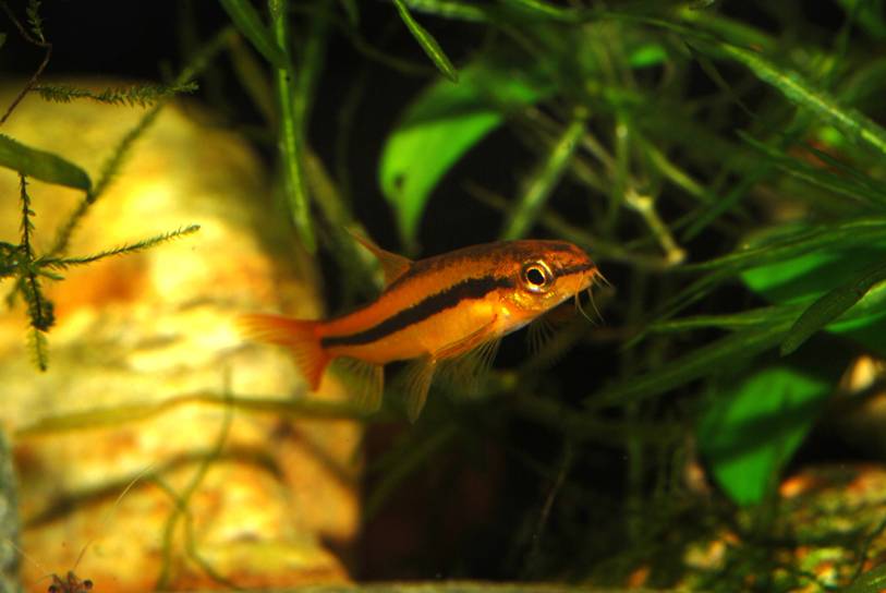 Petruichthys sp. ‘rosy’ – Rosy Loach (Yunnanilus sp. rosy ...