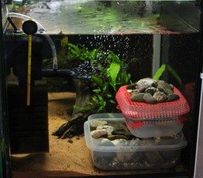 Akysis maculipinnis – Spotfin Stream Catfish — Seriously Fish
