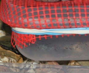 Akysis maculipinnis – Spotfin Stream Catfish — Seriously Fish