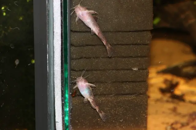 Akysis maculipinnis – Spotfin Stream Catfish — Seriously Fish