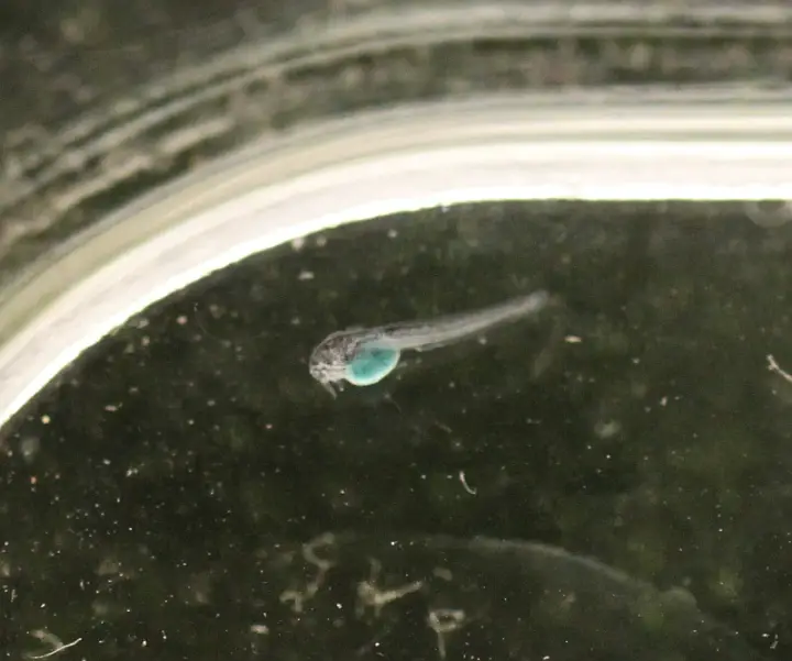 Akysis maculipinnis – Spotfin Stream Catfish — Seriously Fish