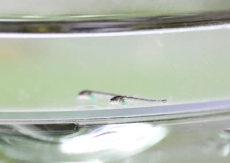 Akysis maculipinnis – Spotfin Stream Catfish — Seriously Fish