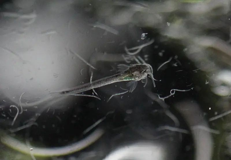 Akysis maculipinnis – Spotfin Stream Catfish — Seriously Fish