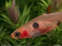 Boraras maculatus – Dwarf Rasbora (Rasbora maculata) — Seriously Fish