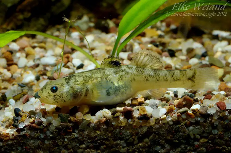 Chlamydogobius eremius – Desert Goby (Gobius eremius) — Seriously Fish