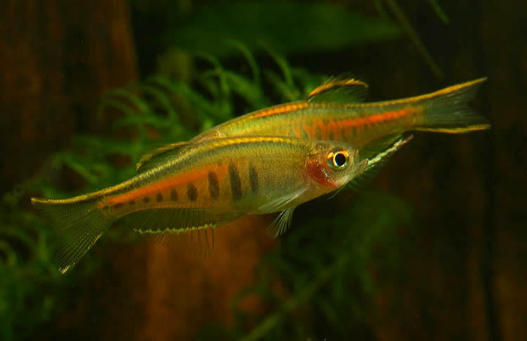 Northern Glowlight Danio confirmed distinct — Seriously Fish