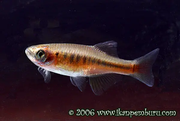 Devario apogon (Danio apogon) — Seriously Fish