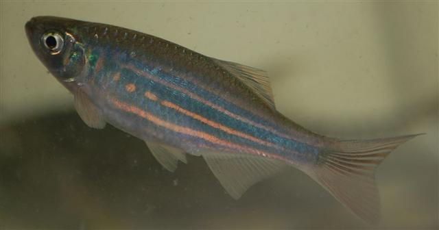 Devario assamensis (Danio assamensis) — Seriously Fish