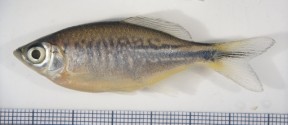 Devario devario – Bengal Danio (Danio devario; Devario cyanotaenia ...
