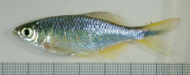 Devario devario – Bengal Danio (Danio devario; Devario cyanotaenia ...