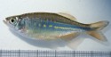 Devario malabaricus – Giant ‘Danio’ (Danio malabaricus, Perilampus ...
