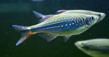 Devario malabaricus – Giant ‘Danio’ (Danio malabaricus, Perilampus ...