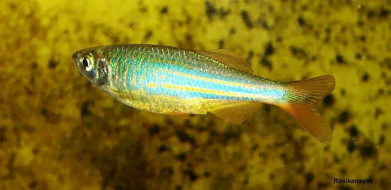 Devario malabaricus – Giant ‘Danio’ (Danio malabaricus, Perilampus ...