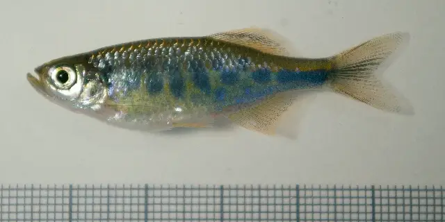 Devario pathirana – Barred ‘Danio’ (Danio pathirana) — Seriously Fish