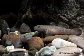 Rhinogobius rubromaculatus – Red-spotted Goby — Seriously Fish