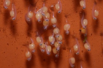Rhinogobius rubromaculatus – Red-spotted Goby — Seriously Fish