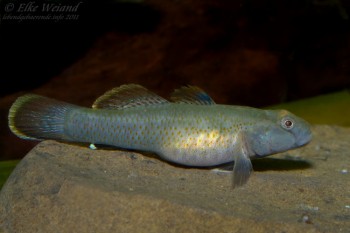 Rhinogobius rubromaculatus – Red-spotted Goby — Seriously Fish