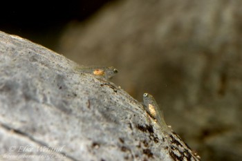 Rhinogobius rubromaculatus – Red-spotted Goby — Seriously Fish