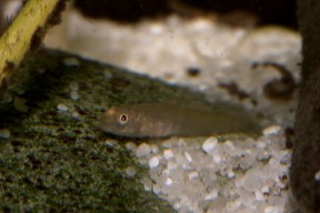 Rhinogobius rubromaculatus – Red-spotted Goby — Seriously Fish