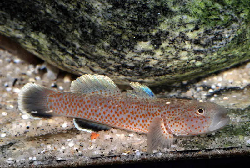 Rhinogobius rubromaculatus – Red-spotted Goby — Seriously Fish