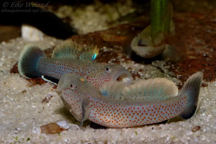 Rhinogobius rubromaculatus – Red-spotted Goby — Seriously Fish