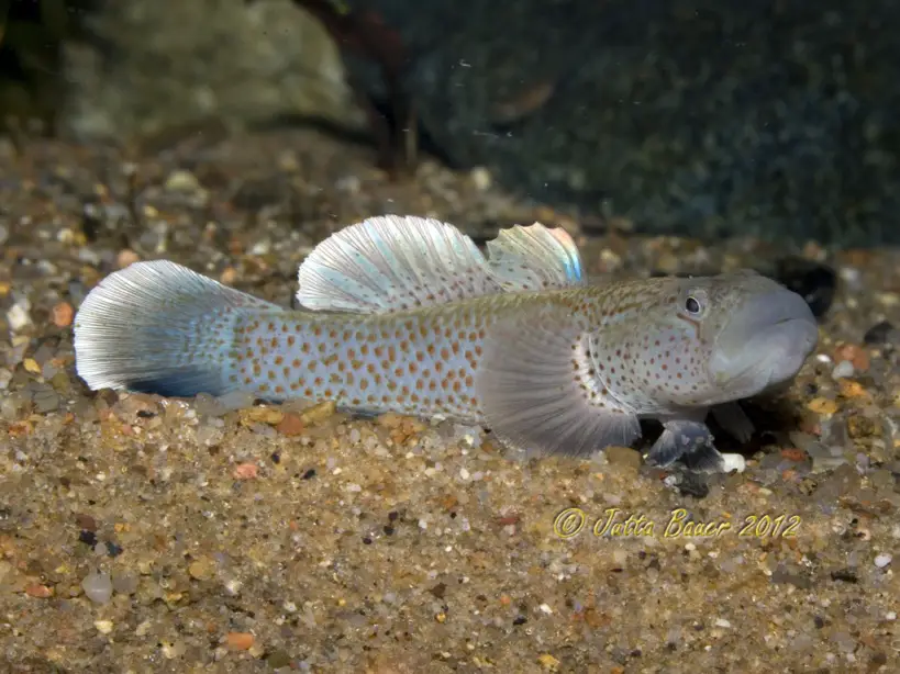 Rhinogobius rubromaculatus – Red-spotted Goby — Seriously Fish