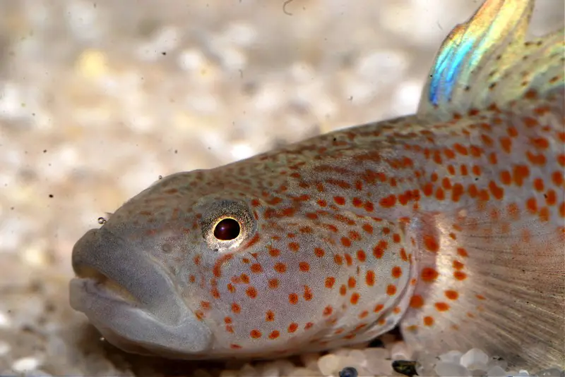 Rhinogobius rubromaculatus – Red-spotted Goby — Seriously Fish
