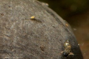 Rhinogobius rubromaculatus – Red-spotted Goby — Seriously Fish