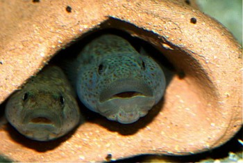 Rhinogobius rubromaculatus – Red-spotted Goby — Seriously Fish