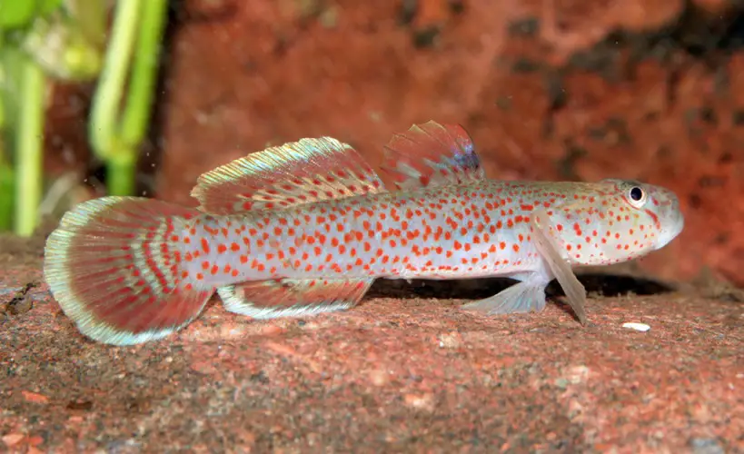 Rhinogobius rubromaculatus – Red-spotted Goby — Seriously Fish