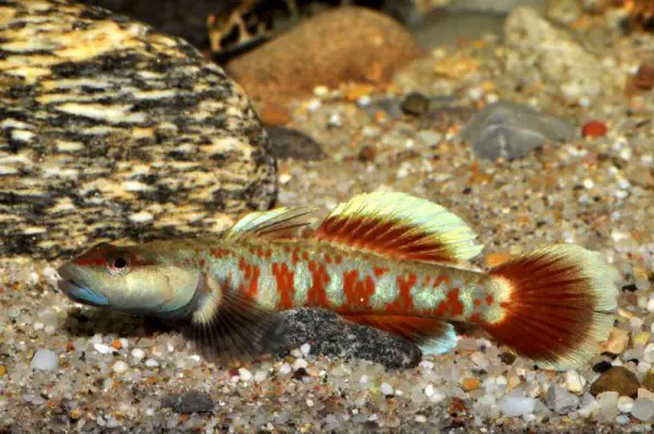Rhinogobius zhoui — Seriously Fish