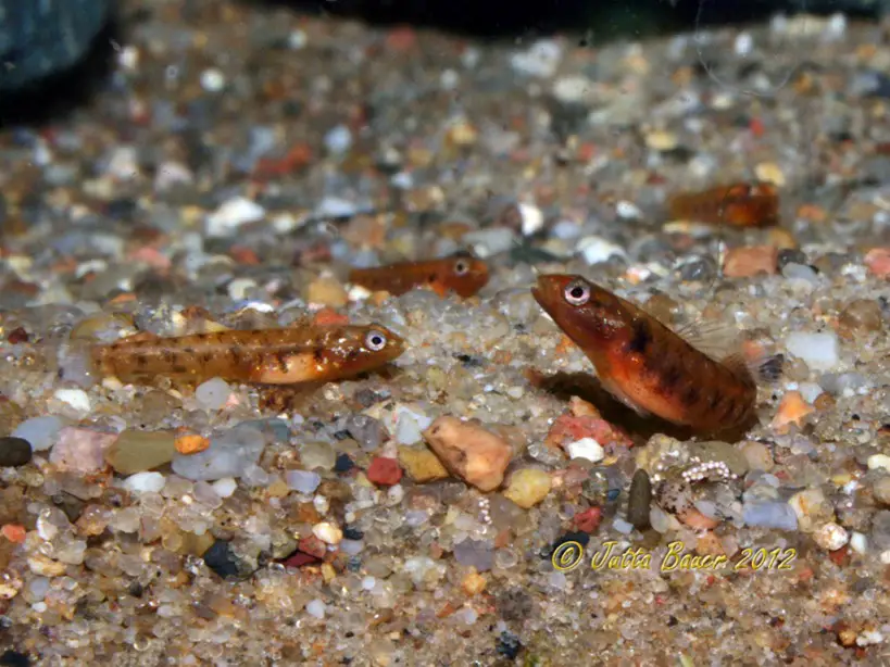 Rhinogobius zhoui — Seriously Fish