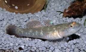 Rhinogobius rubromaculatus – Red-spotted Goby — Seriously Fish