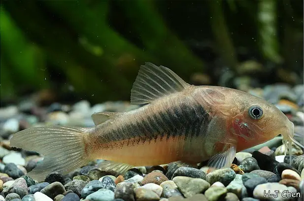 Corydoras aeneus – Bronze Cory (Corydoras schultzei, Corydoras ...