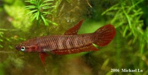 Betta tussyae — Seriously Fish