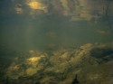 Corydoras adolfoi – Adolfo’s Cory — Seriously Fish