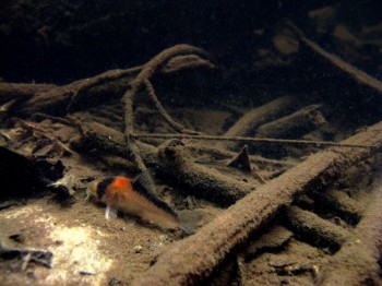 Corydoras adolfoi – Adolfo’s Cory — Seriously Fish