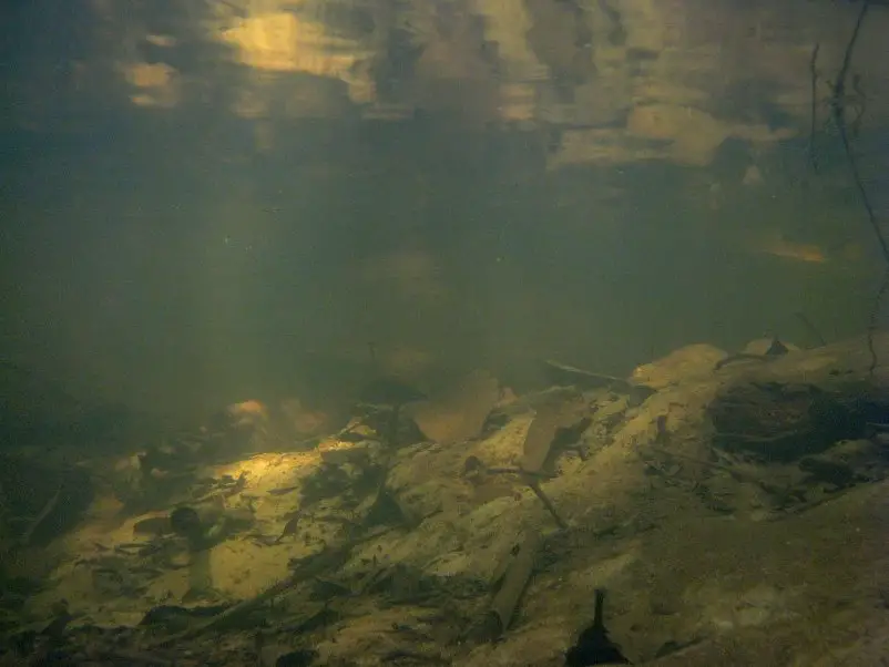Corydoras adolfoi – Adolfo’s Cory — Seriously Fish