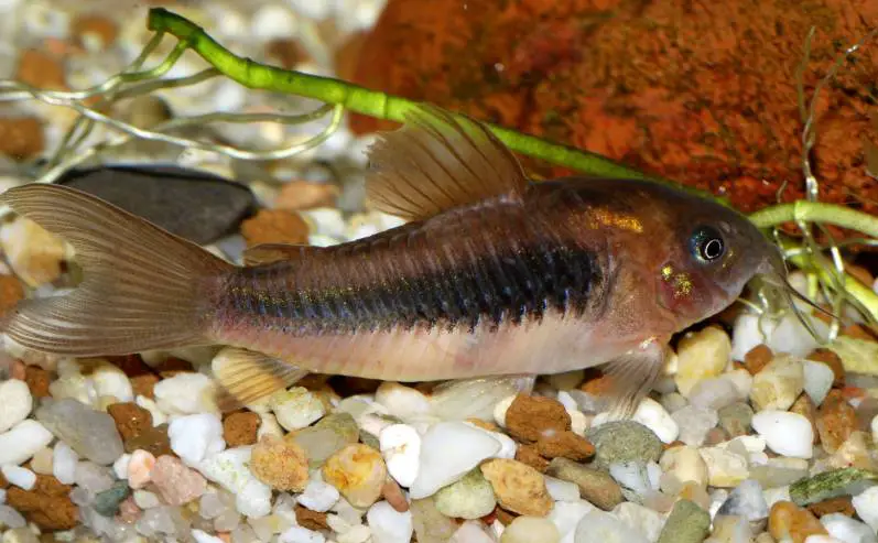 Corydoras aeneus – Bronze Cory (Corydoras schultzei, Corydoras ...