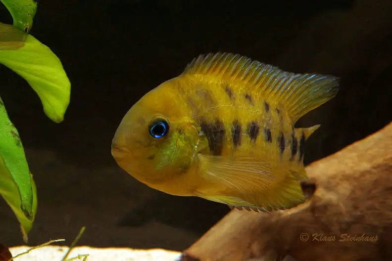 Cryptoheros nanoluteus (Archocentrus nanoluteus) — Seriously Fish