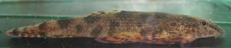 Homalopteroides tweediei (Homaloptera tweediei) — Seriously Fish